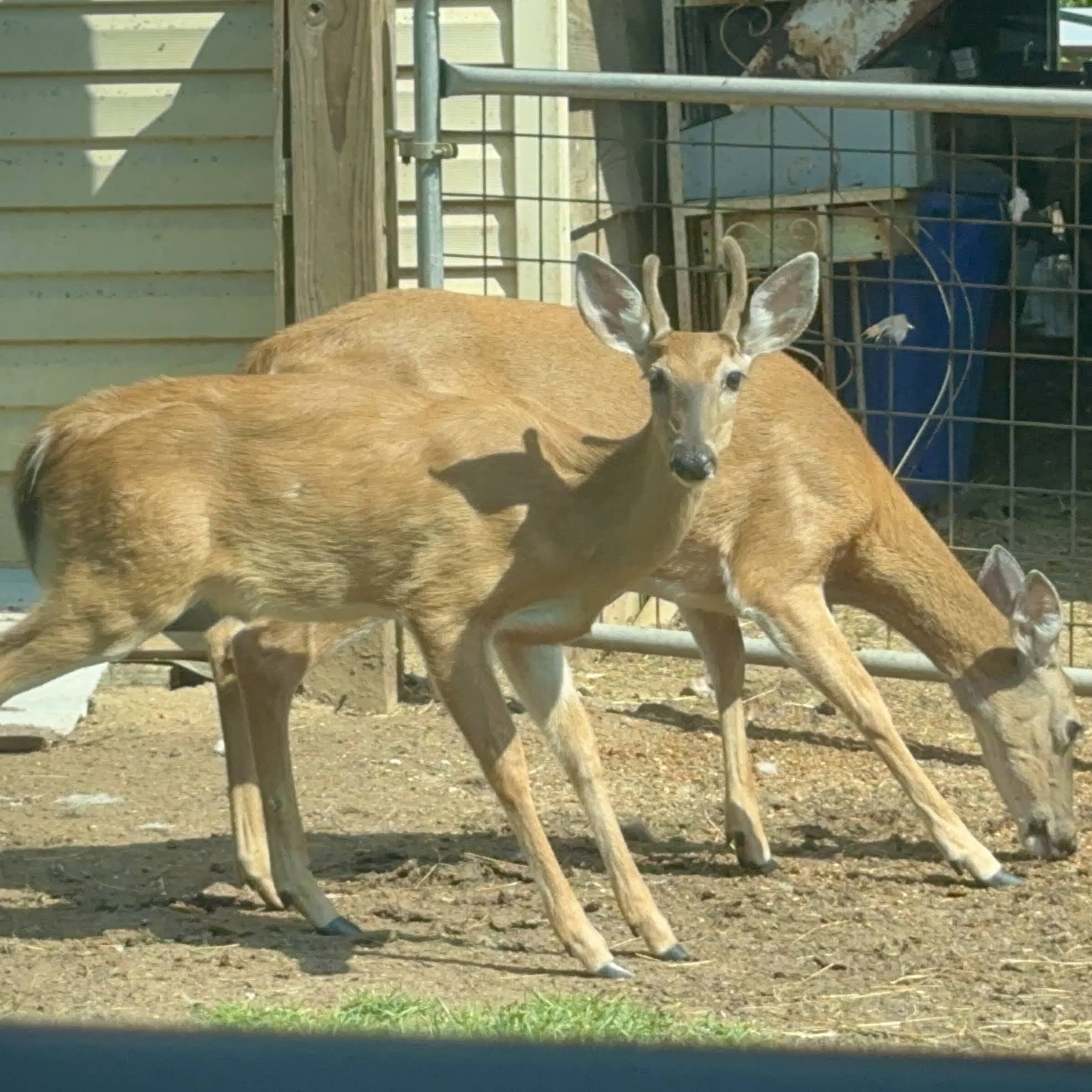 Post from Appalachia's Homestead with Patara