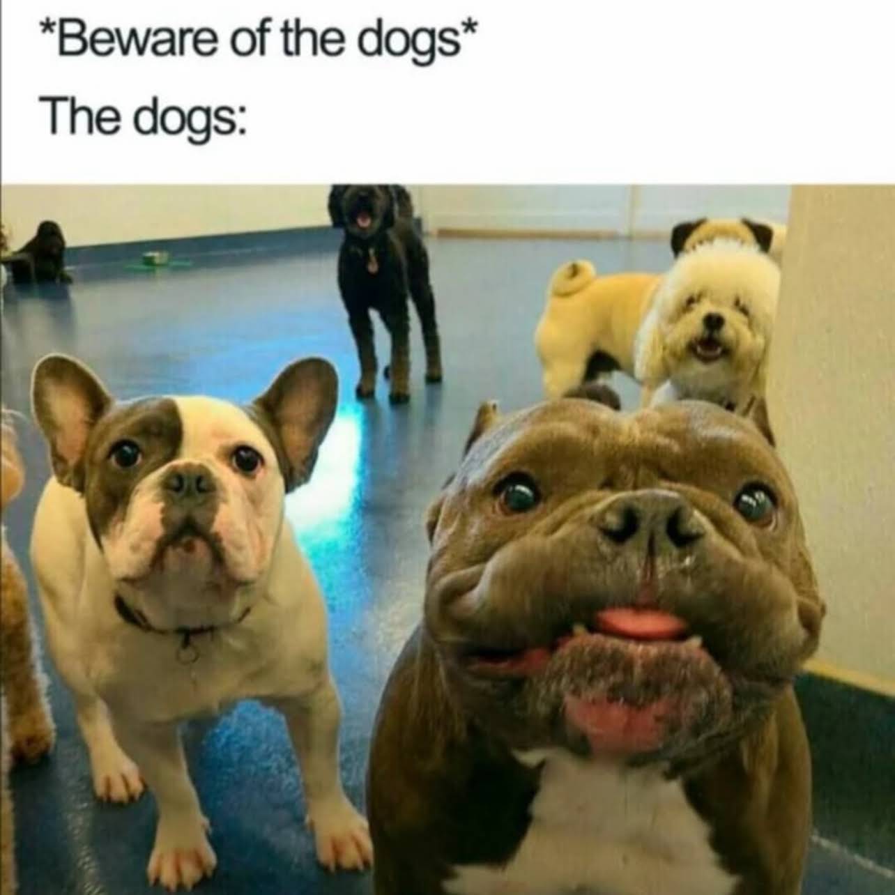 Post from Puppersuniverse