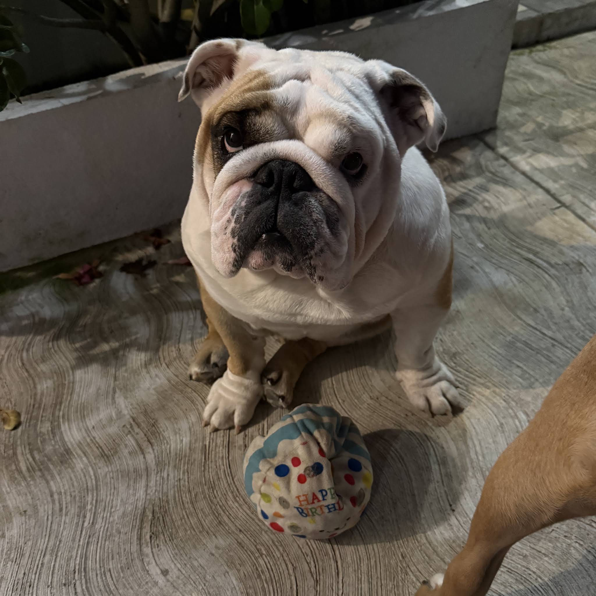 Post from Mina´s Bulldogs