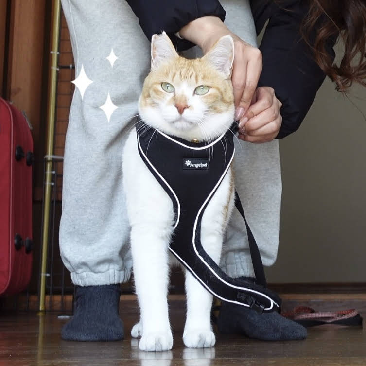 Post from ChaCha: The Former Stray Cat