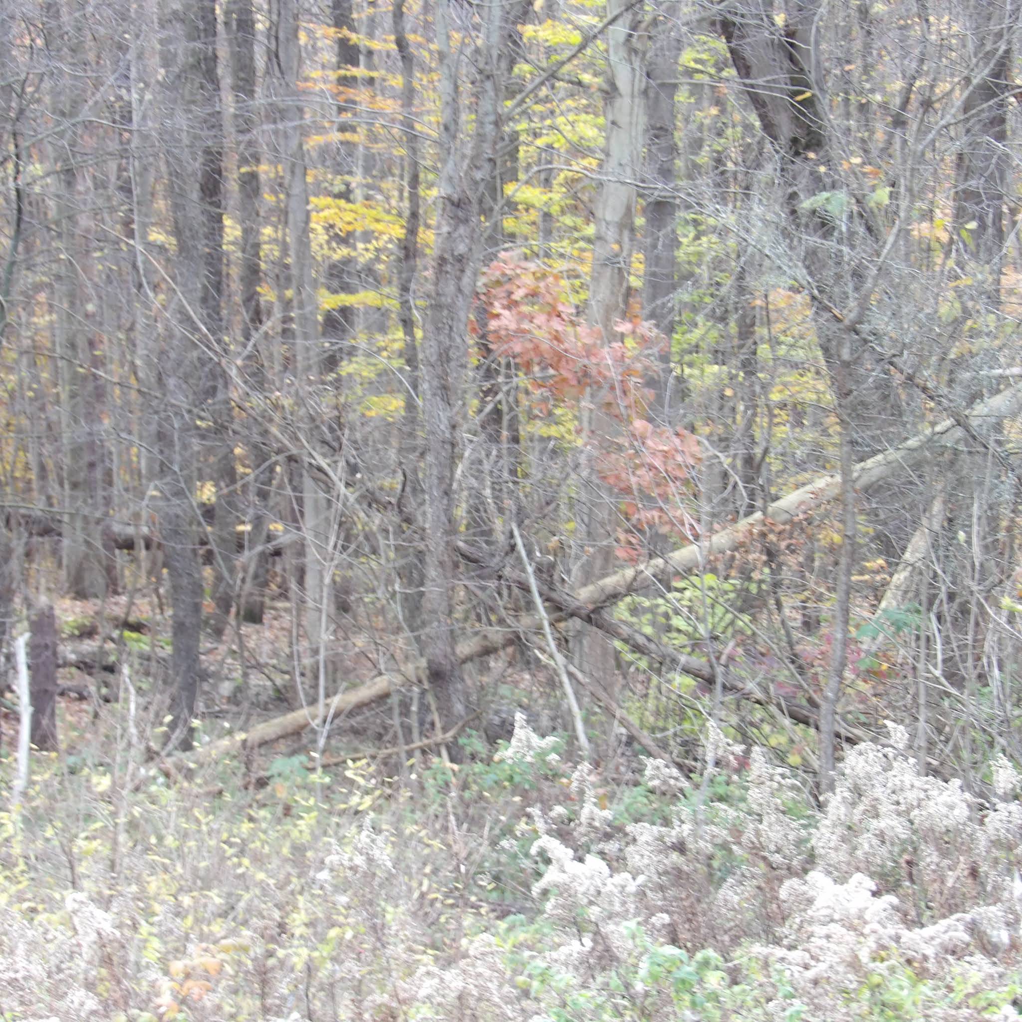 Post from Debra Mosley ~ Upstate, N.Y. Sabe