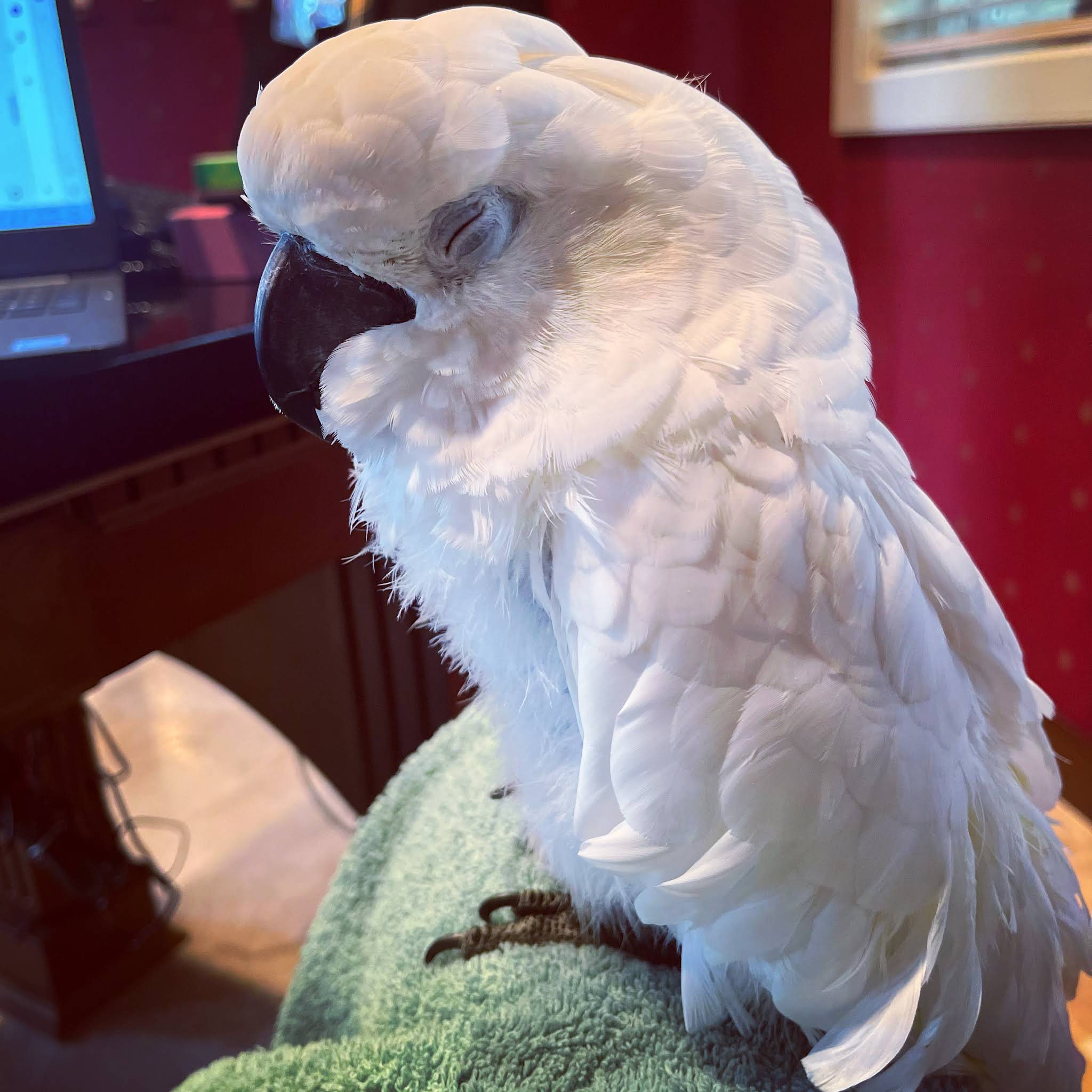 Post from The Parrot Lady