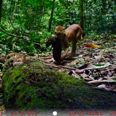 Post from Ocho Verde Wildlife Channel