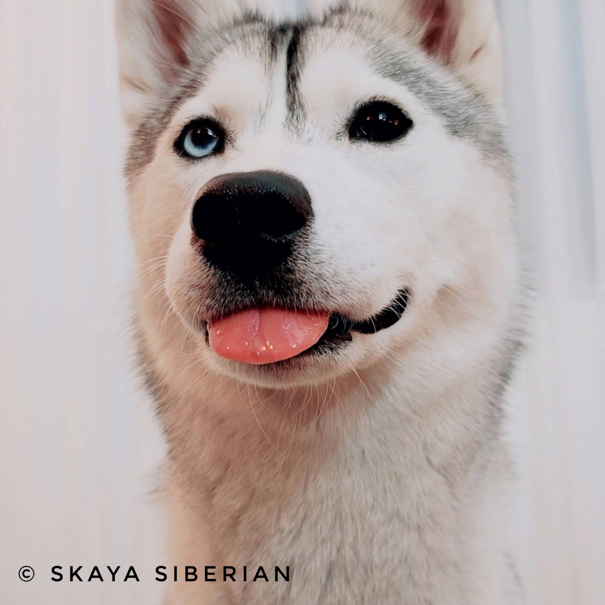 Post from Skaya Siberian