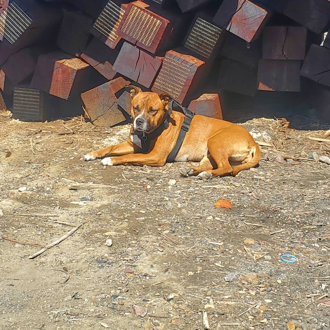 Post from Yard Buzzards