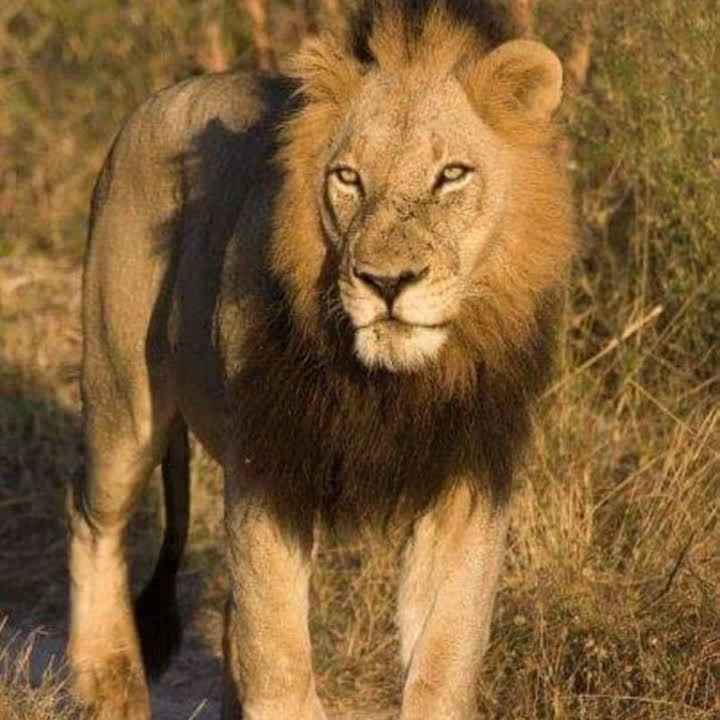 Post from Mr. T/Kinky Tail Mapogo Lions