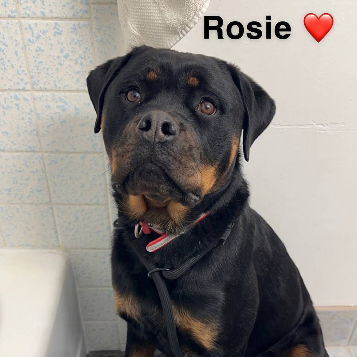 Post from The Rotty Ranch