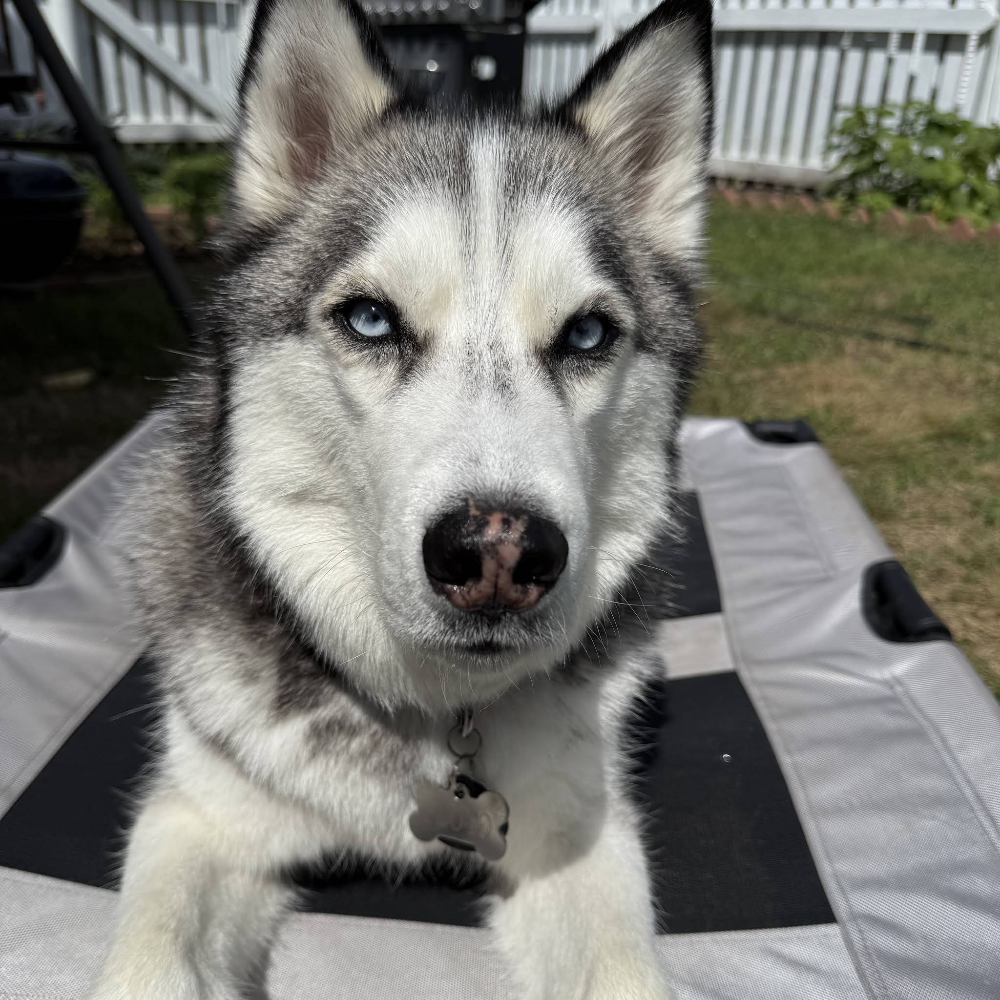 Post from Pluto The Husky