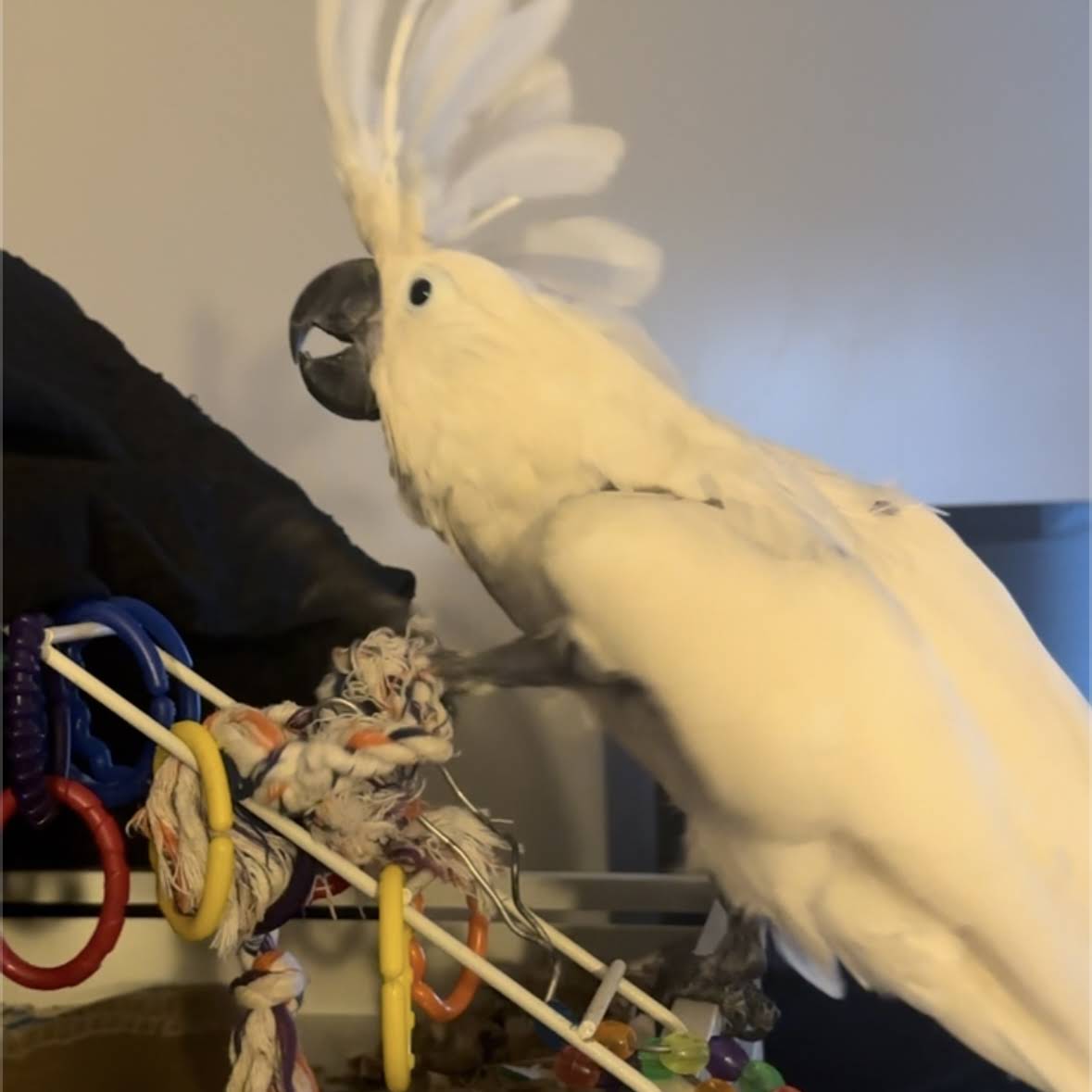 Post from Chief the Cockatoo