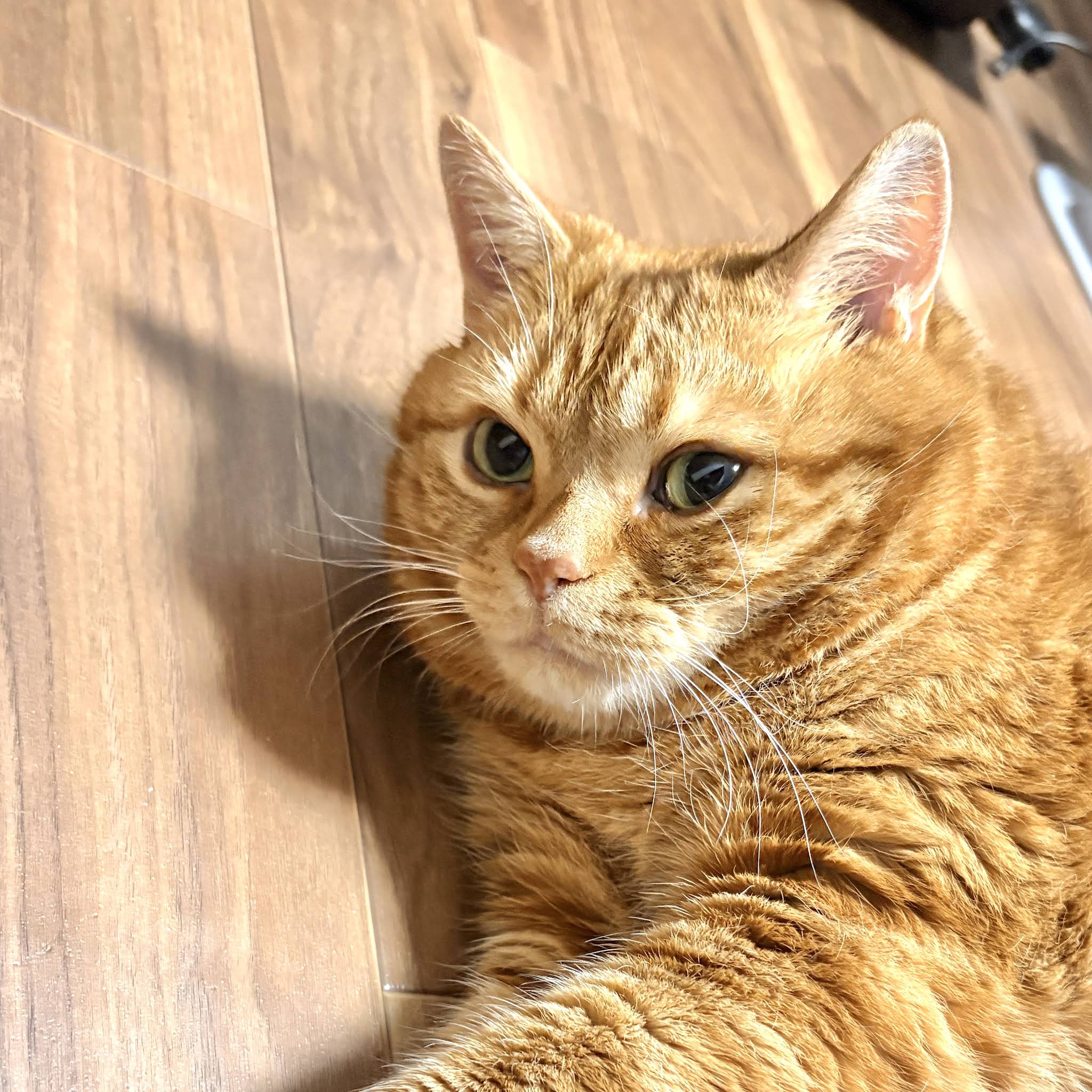 Post from 猫TEAの癒しTime