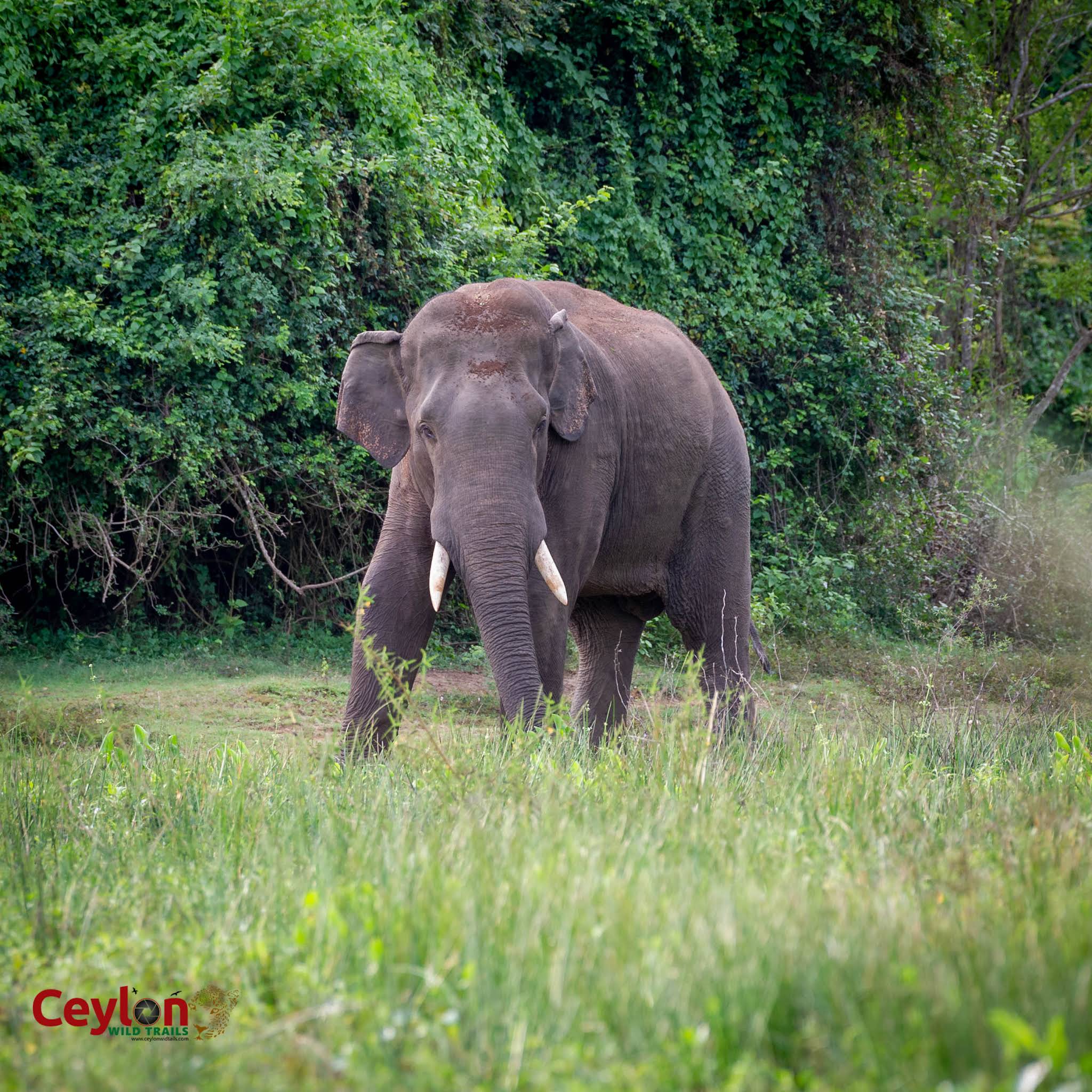 Post from Ceylon wild trails