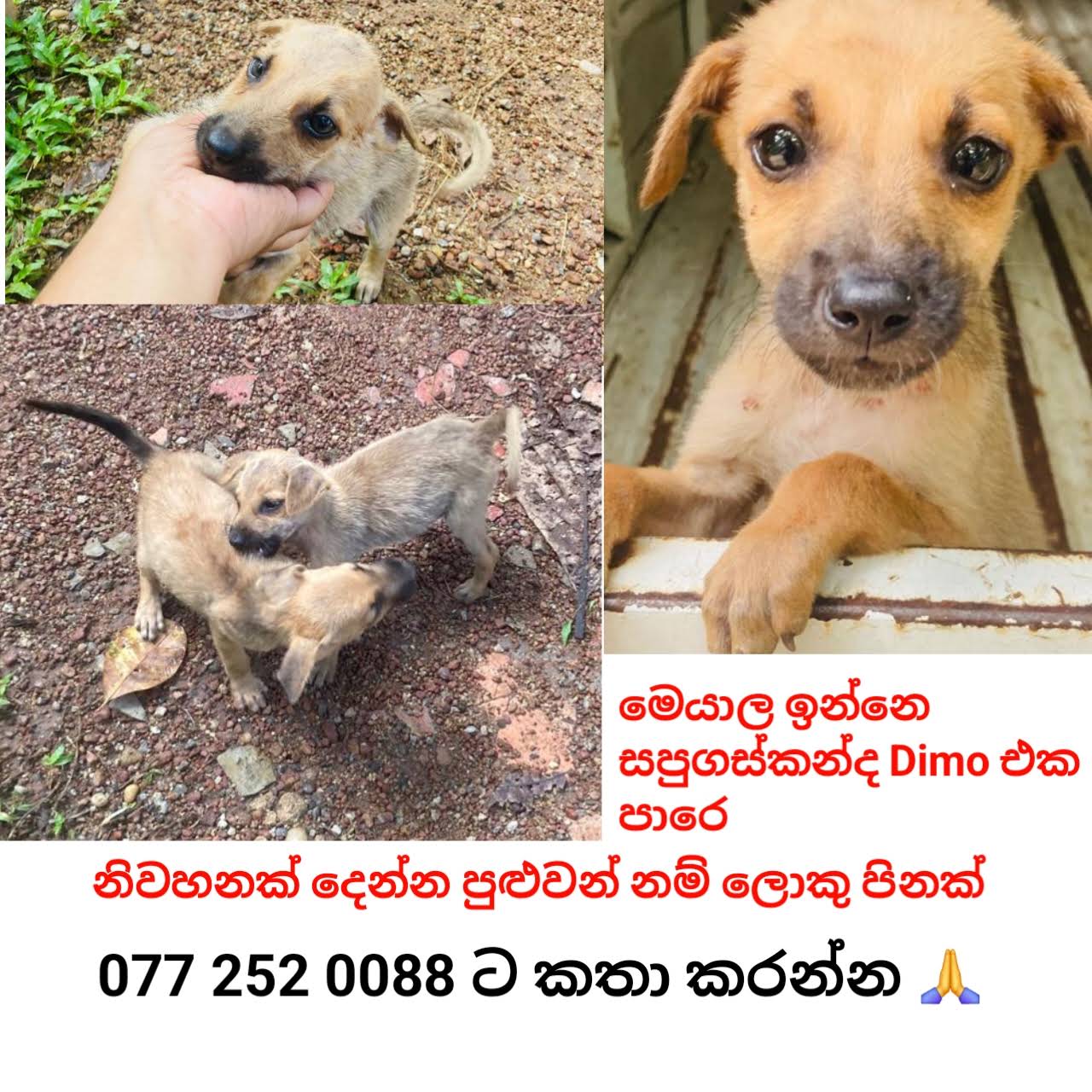 Post from DARSH & MARSH