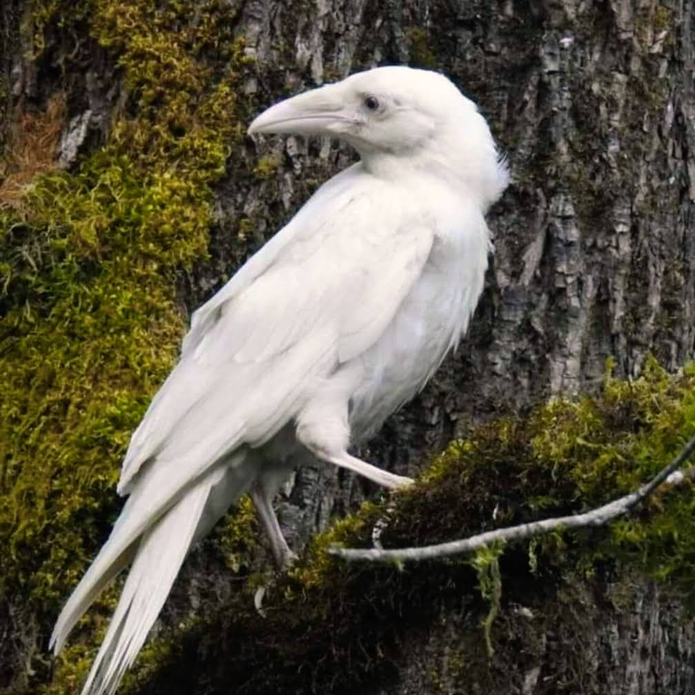 Post from 𝕺𝖗𝖎𝖘𝖍𝖆 𝕻𝖗𝖎𝖊𝖘𝖙𝖊𝖘𝖘 𝕾𝖆𝖓𝖙𝖊𝖗𝖆 𝖄𝖊𝖘𝖘𝖊𝖓𝖎𝖆 𝕽𝖔𝖉𝖗𝖎𝖌𝖚𝖊𝖟