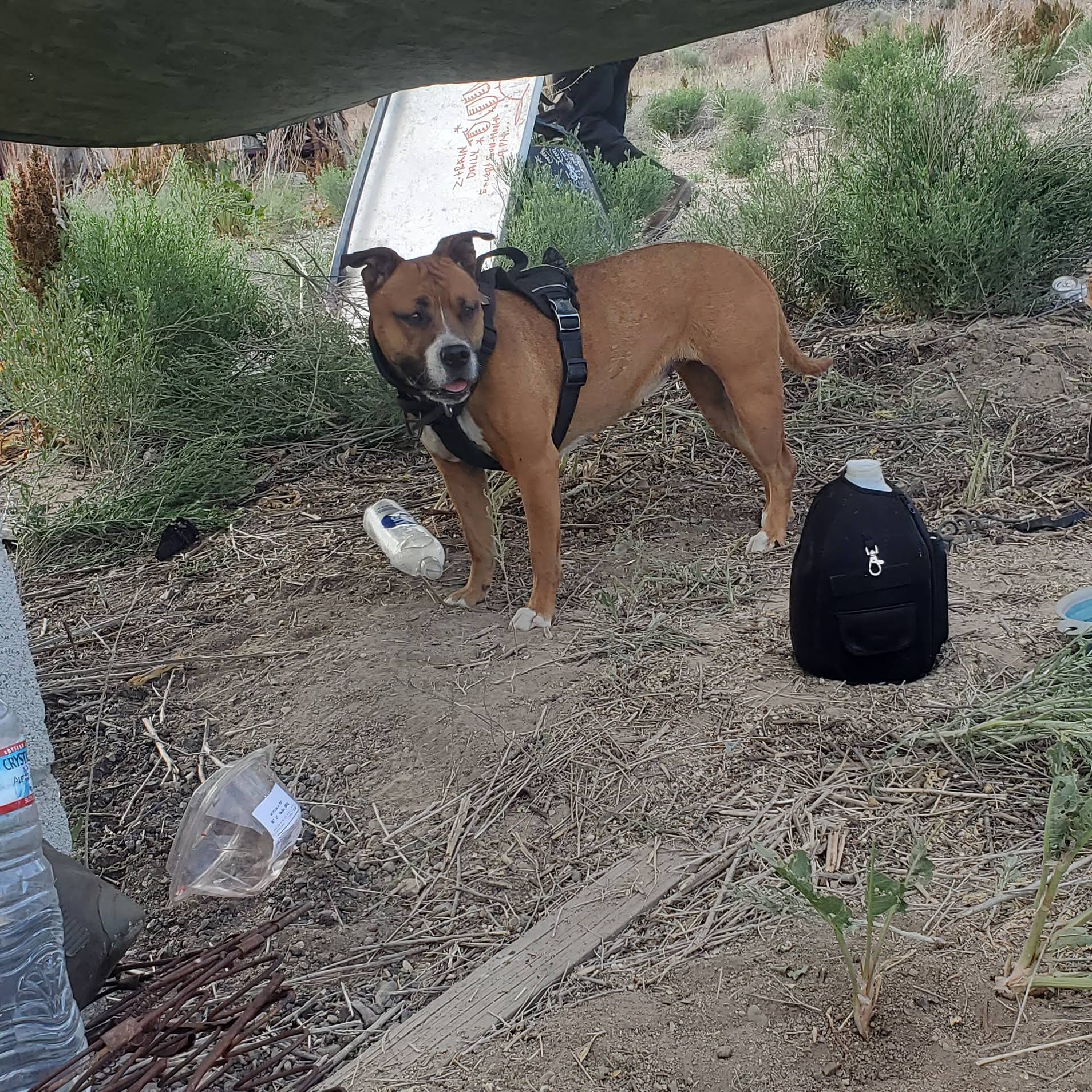 Post from Yard Buzzards