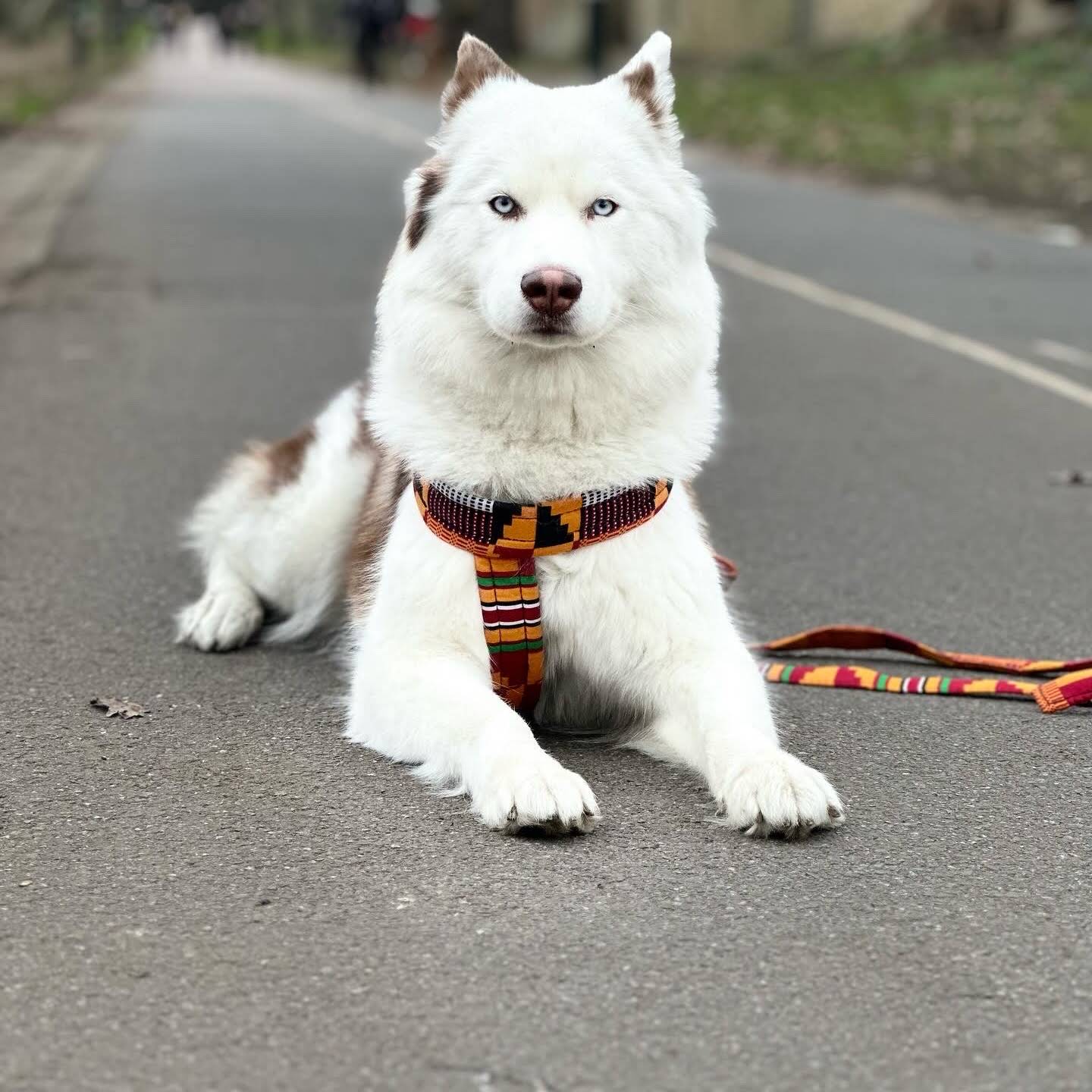 Post from Viola Snow