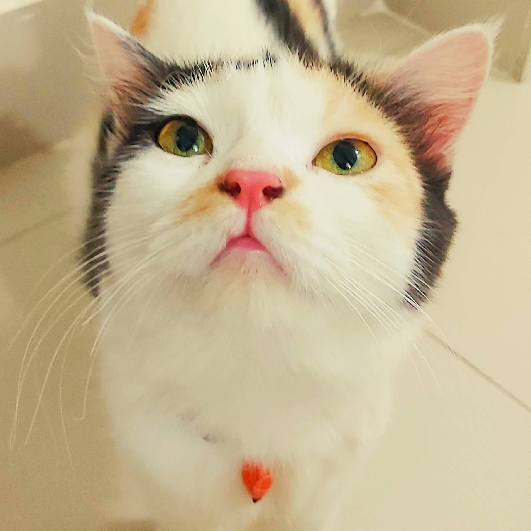 Post from Puchi Family Original