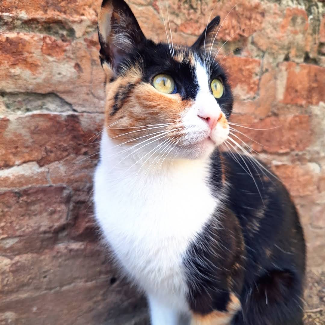 Post from Roma The Cat
