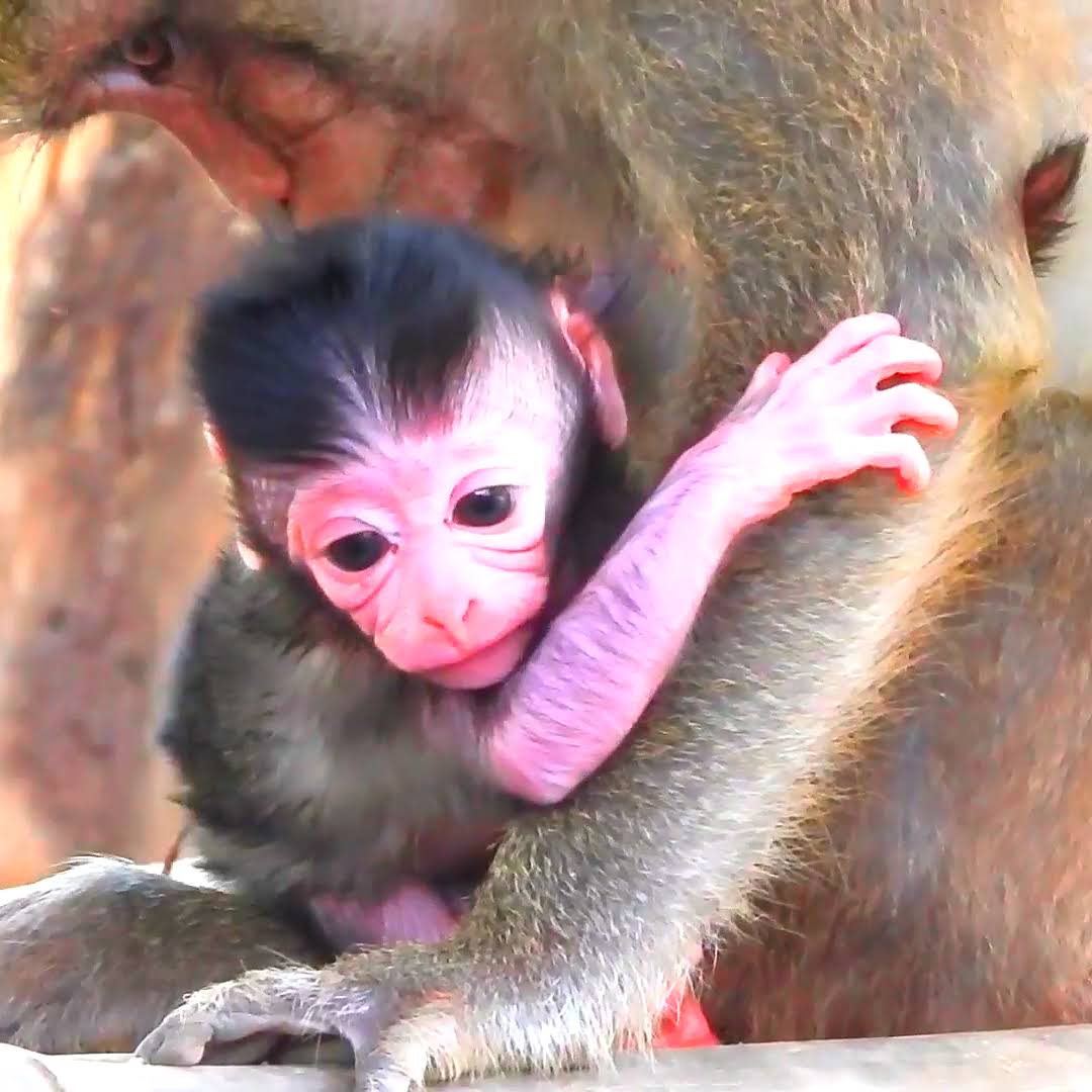 Post from Primate Profiles