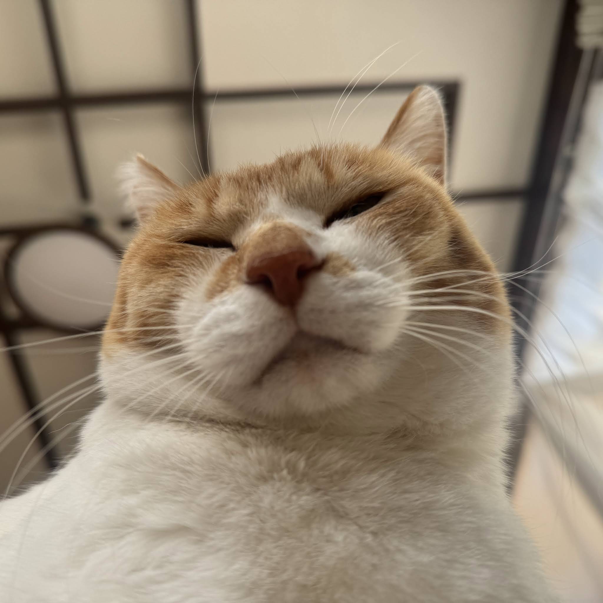 Post from How Chacha, a homeless cat ＆Rme