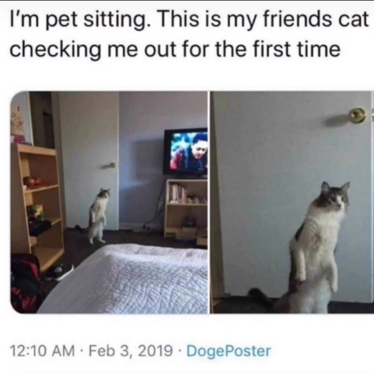 Post from Connor Pugs