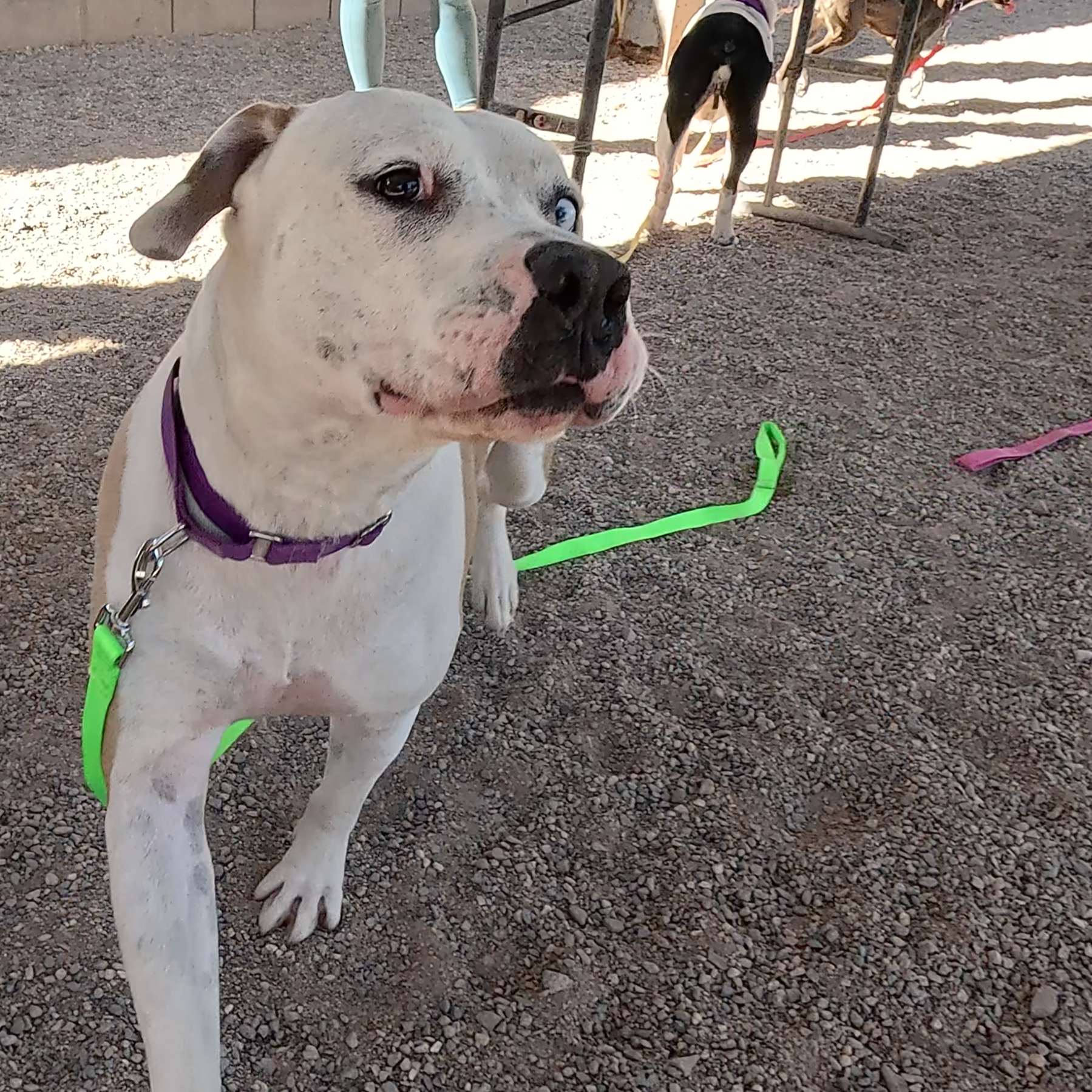 Post from Dog PlayGroup Stories