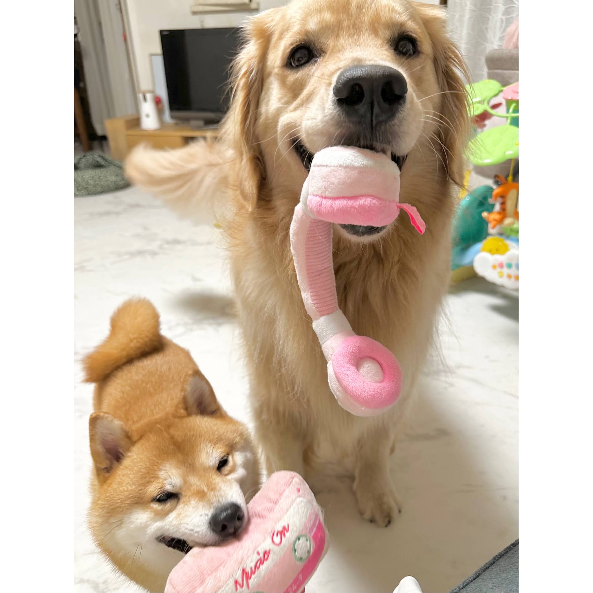 Post from Mame shiba UNI＆Golden retriever OKARA