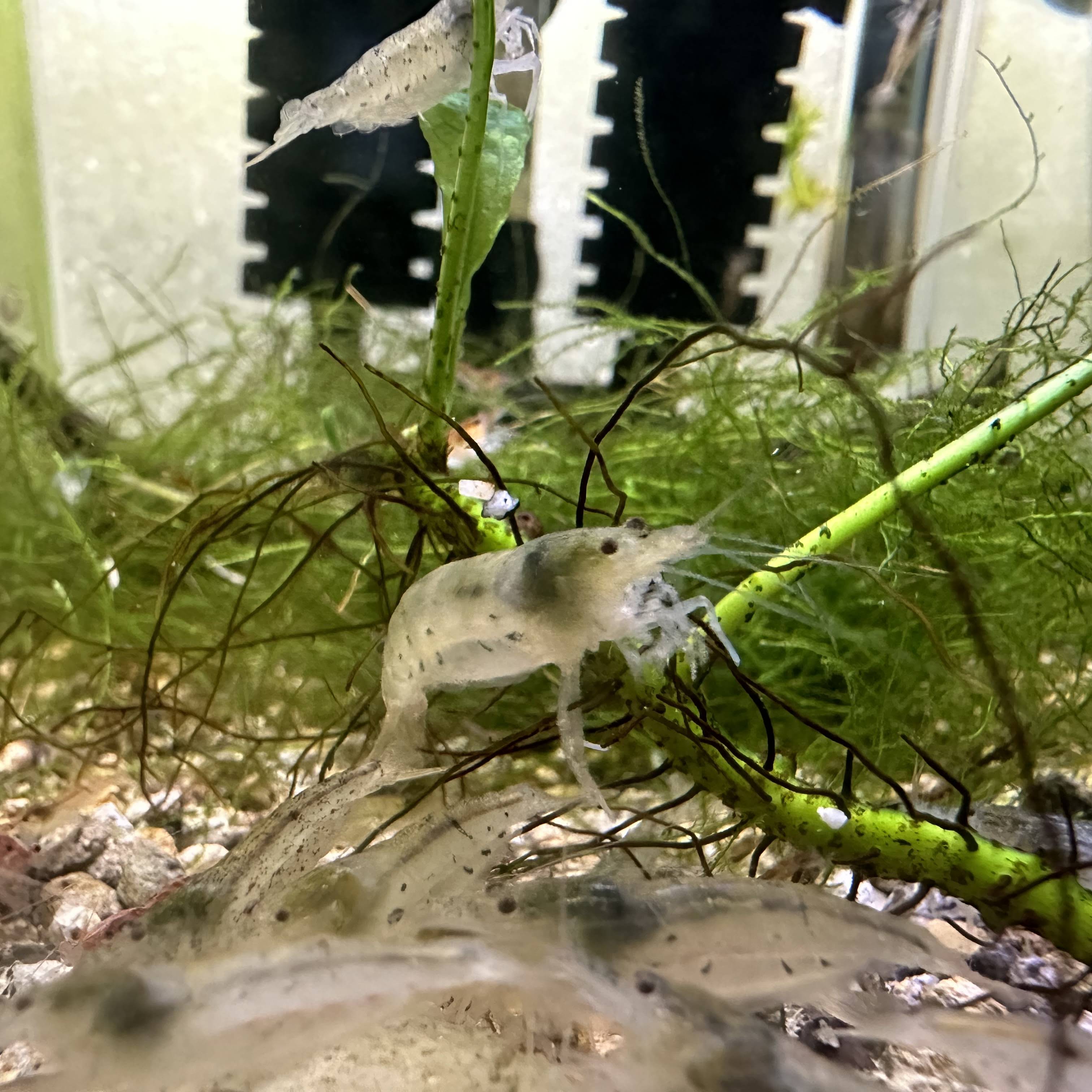 @jtkeepingfish | JT Keeping Fish | fishfam.link