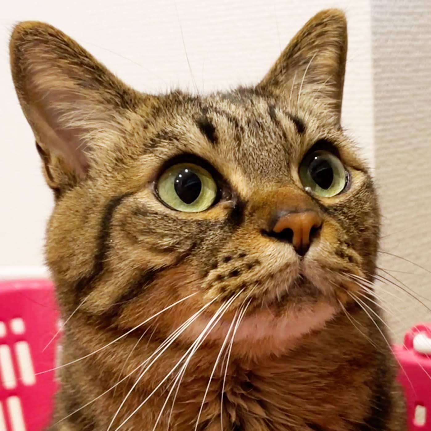 Post from Samoji & Hotane 's Daily Life