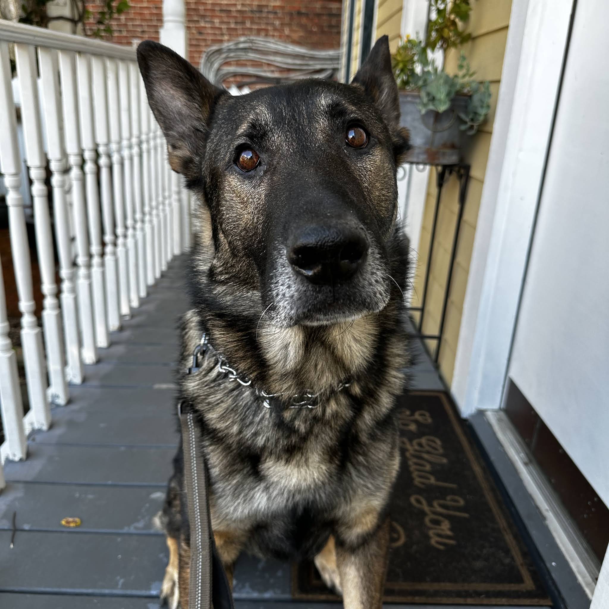 Post from K9 Arlo