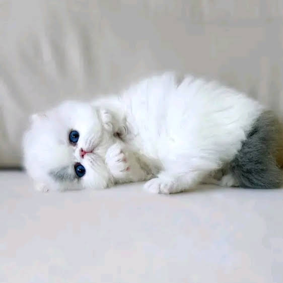 Post from Cuty Kitty