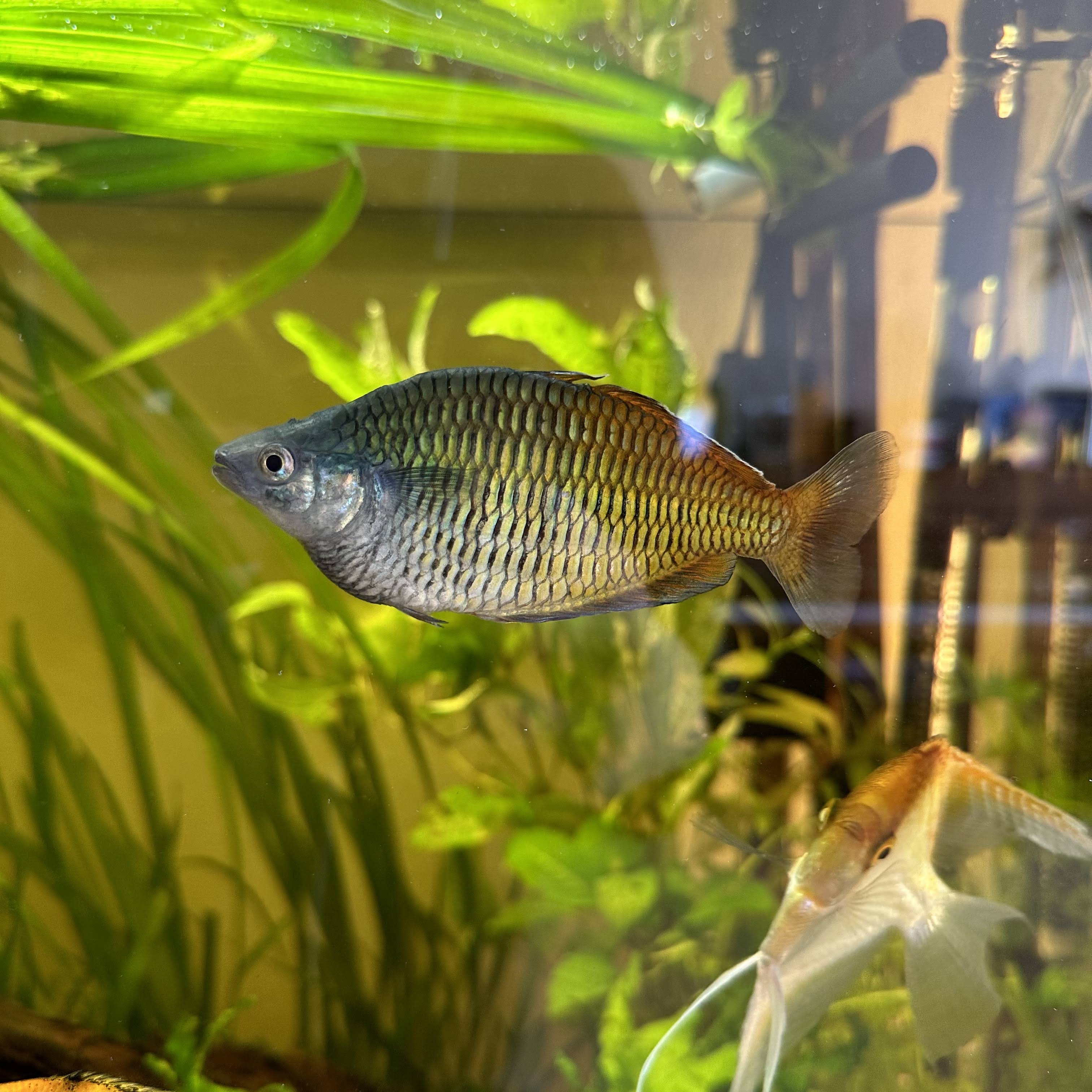 @jtkeepingfish | JT Keeping Fish | fishfam.link