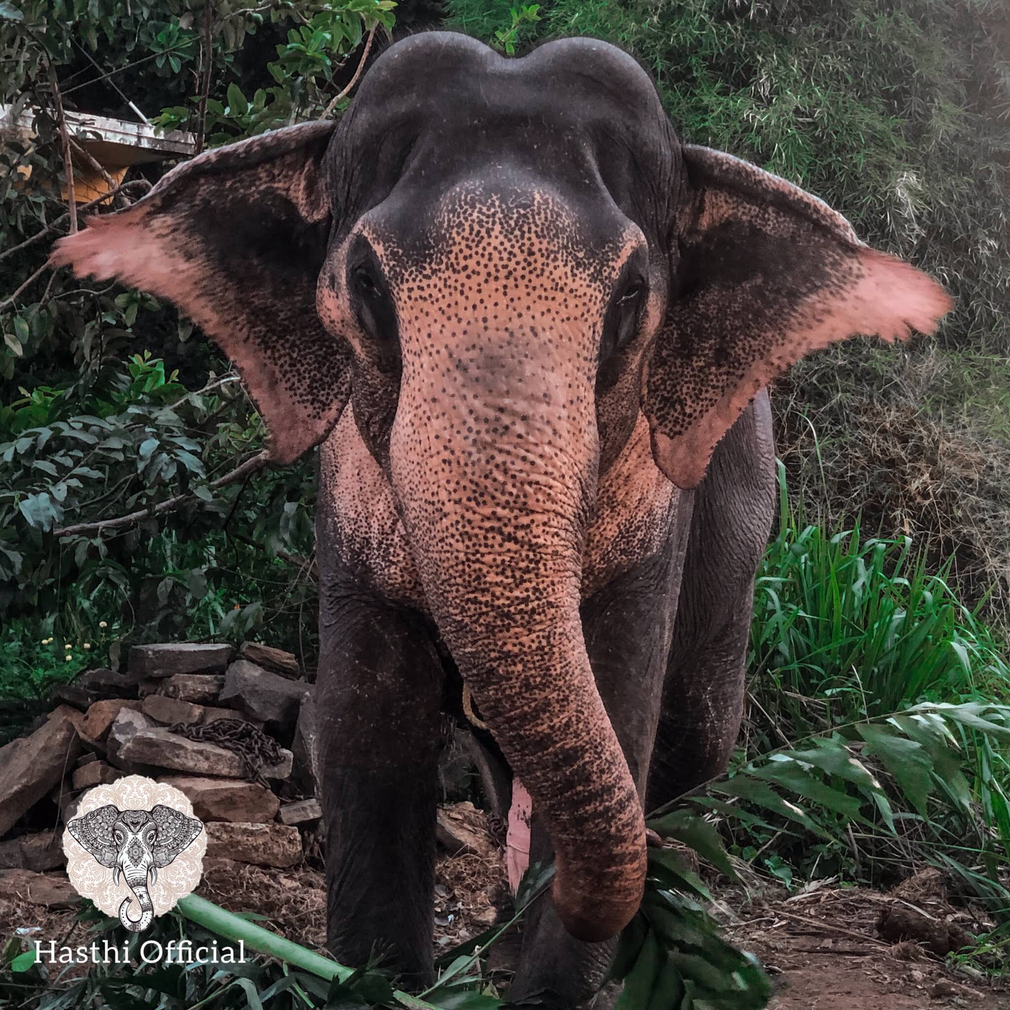 Post from Hasthi Official