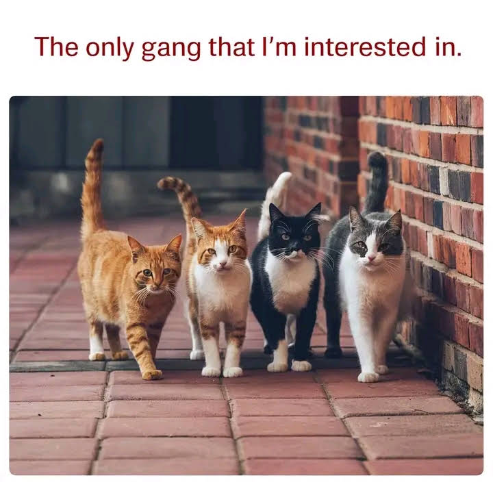 Post from Cuty Kitty