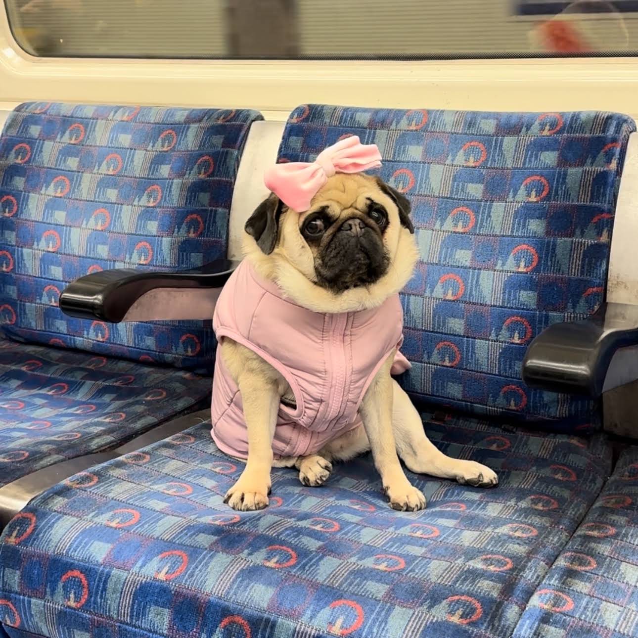 Post from Maggie The Pug