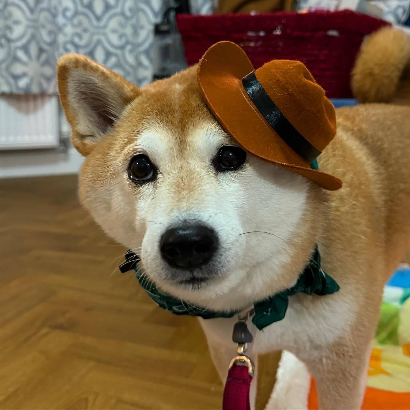 Post from Eevee Bork the Shiba