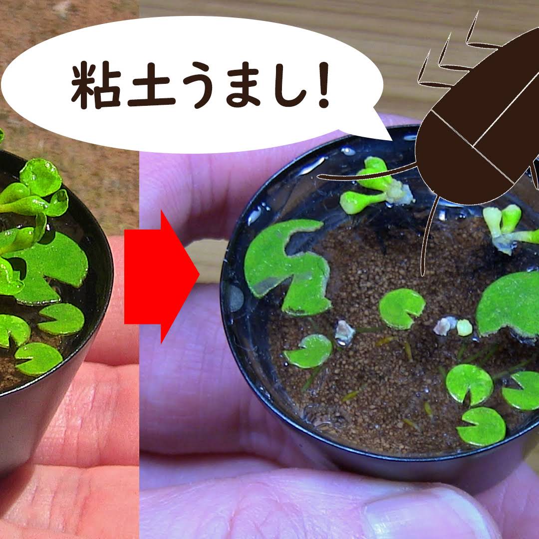 Post from HMS2 - ハムスターのミニチュア工房2