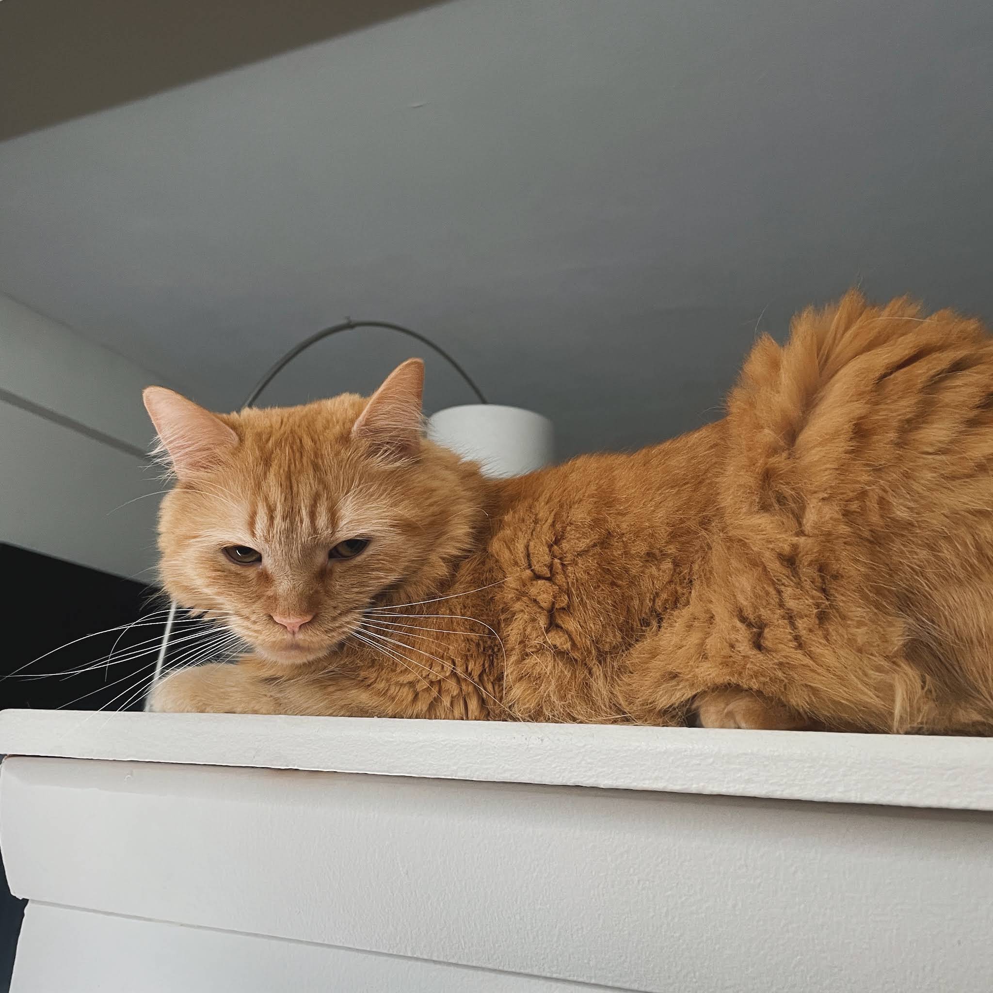 Post from Oh Charlie Cat