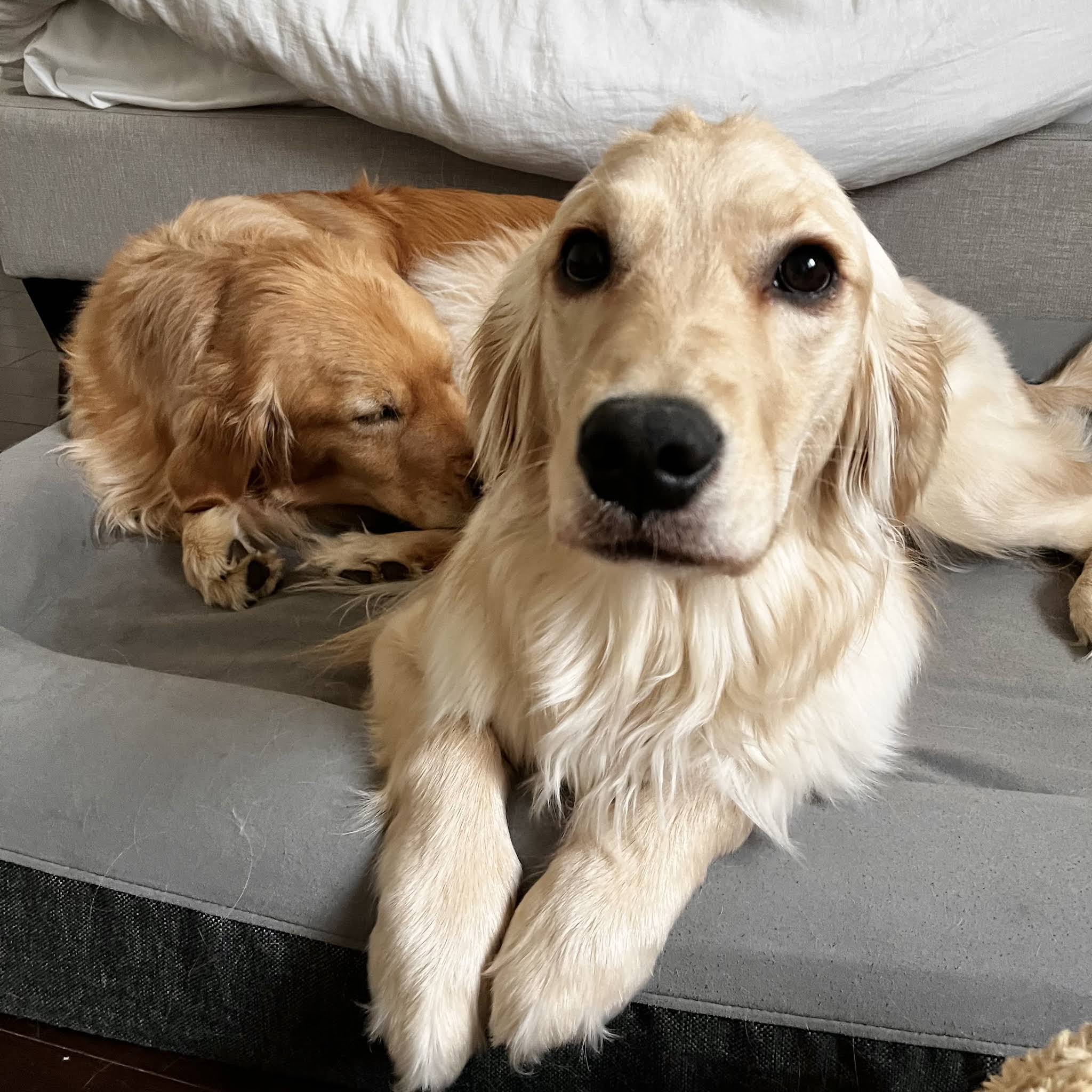 Post from Daisy & Maple