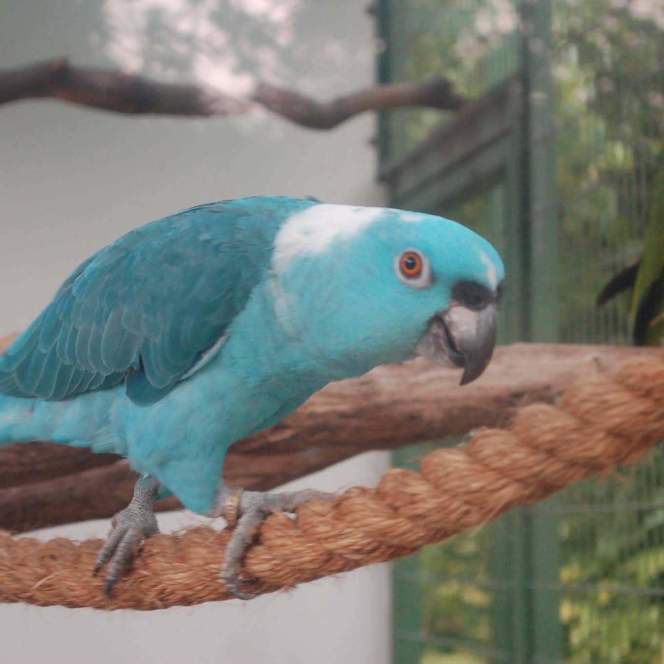 Post from BirdTricks