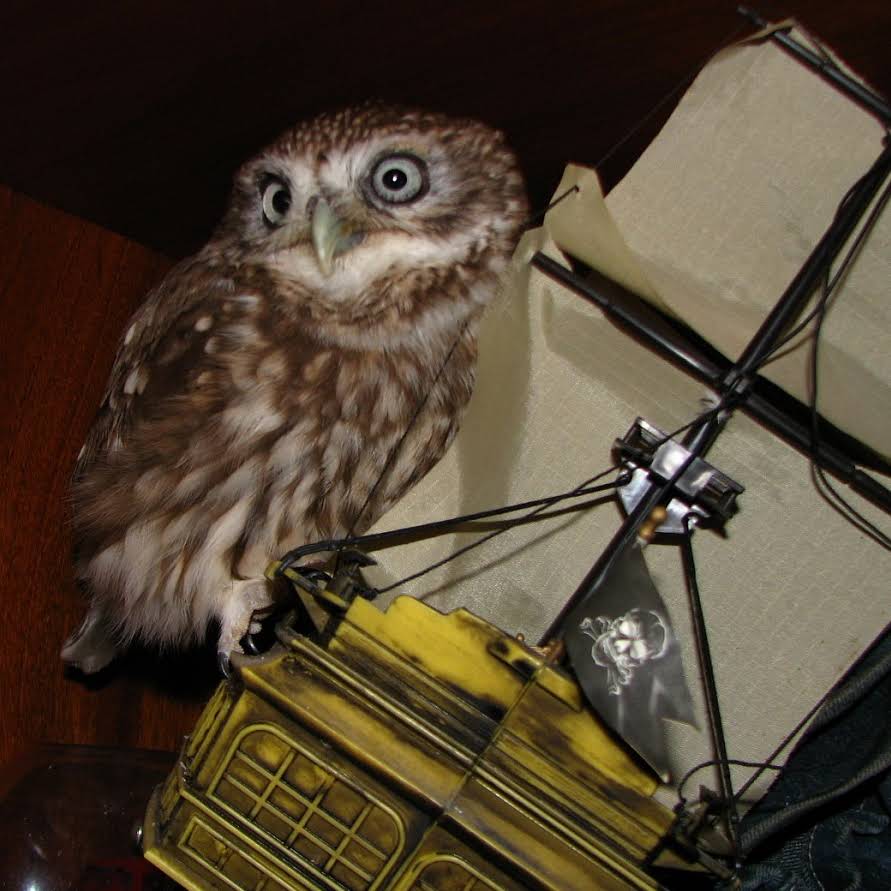 Post from Yoll the Eagle-Owl