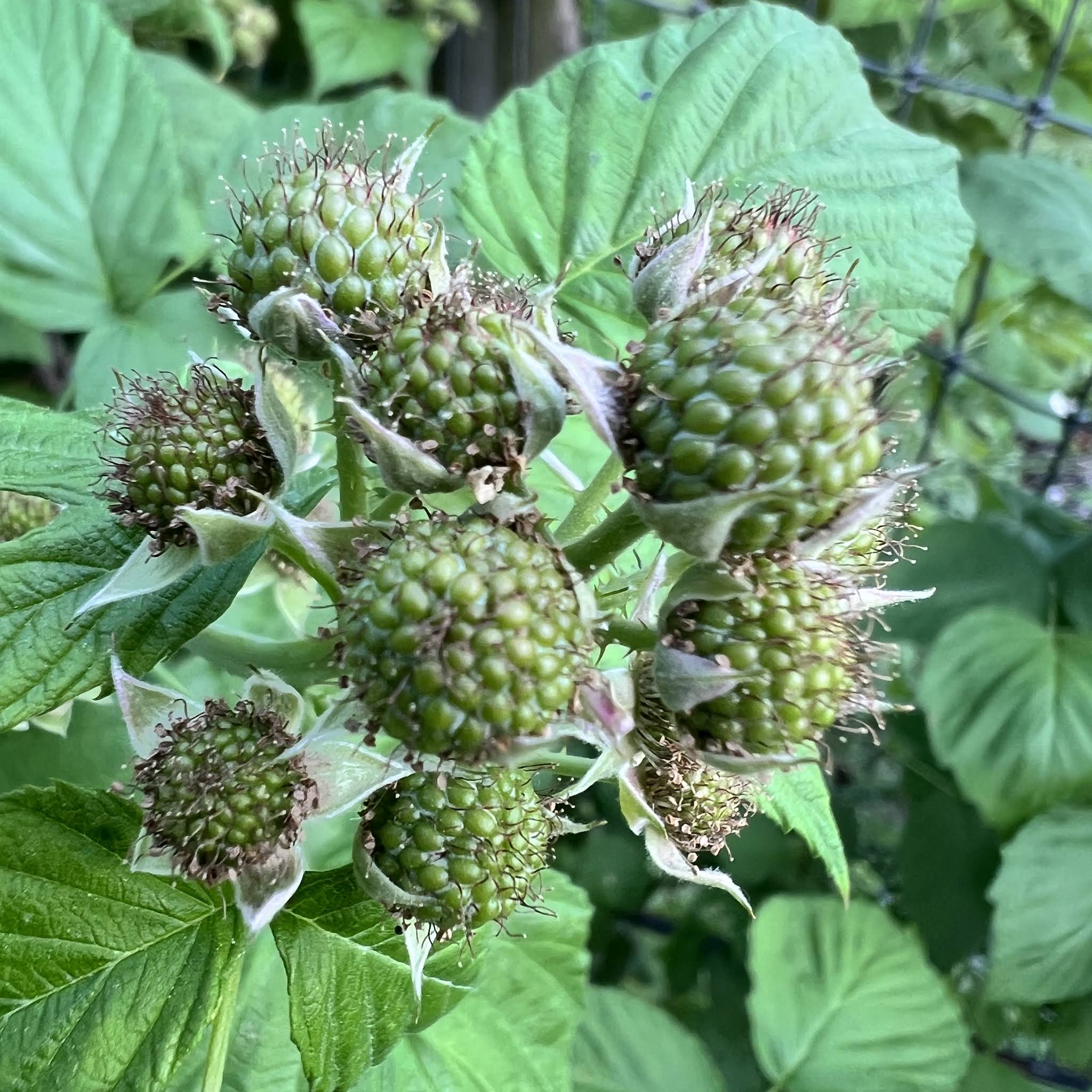 Post from Korky The Garden Slayer