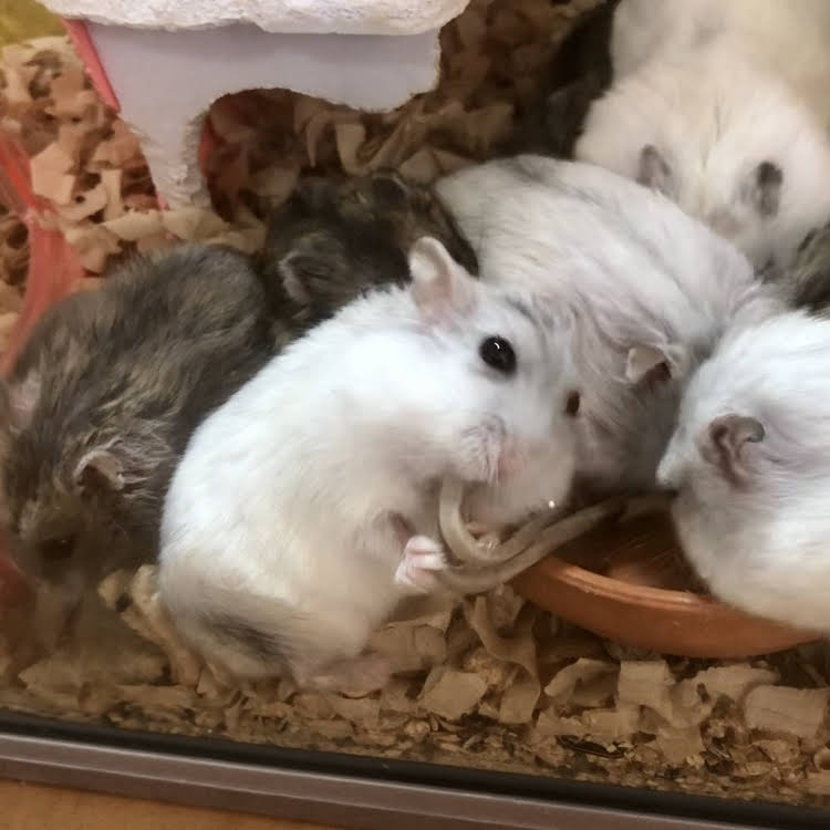 Post from Hamster channel