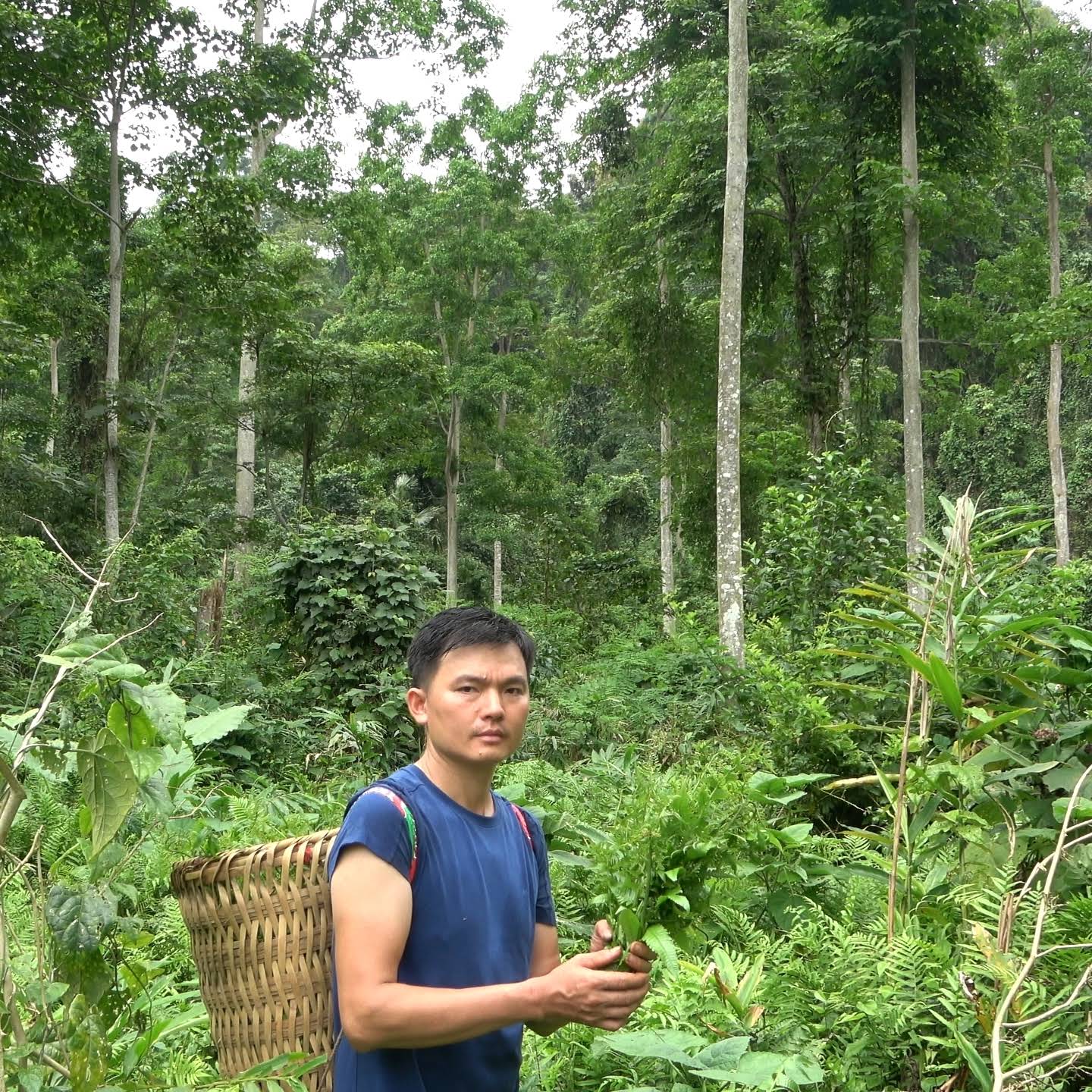 Post from Green forest life