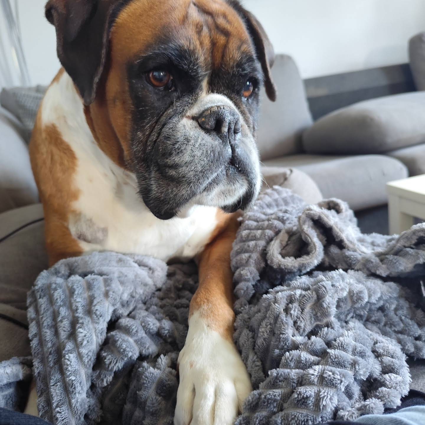 Post from BoxerRex
