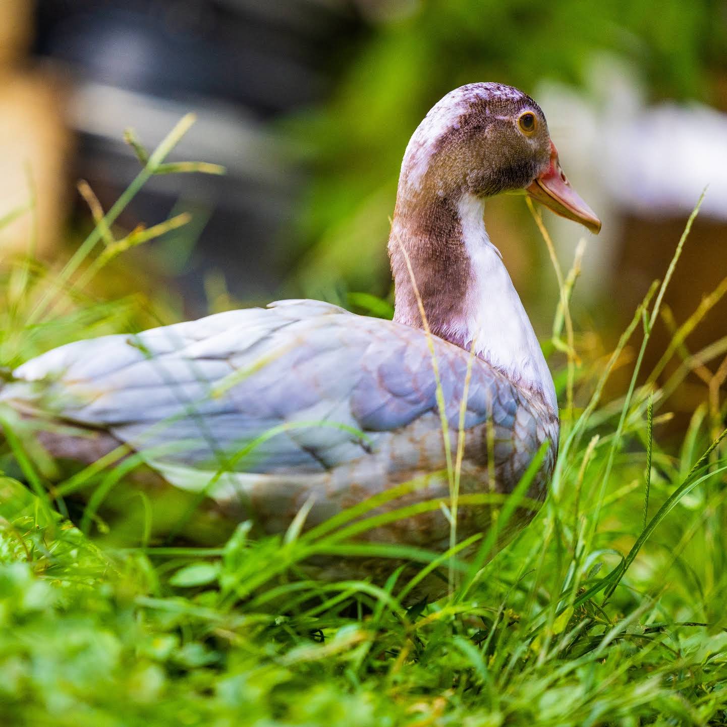 Post from Colaz Smith TV