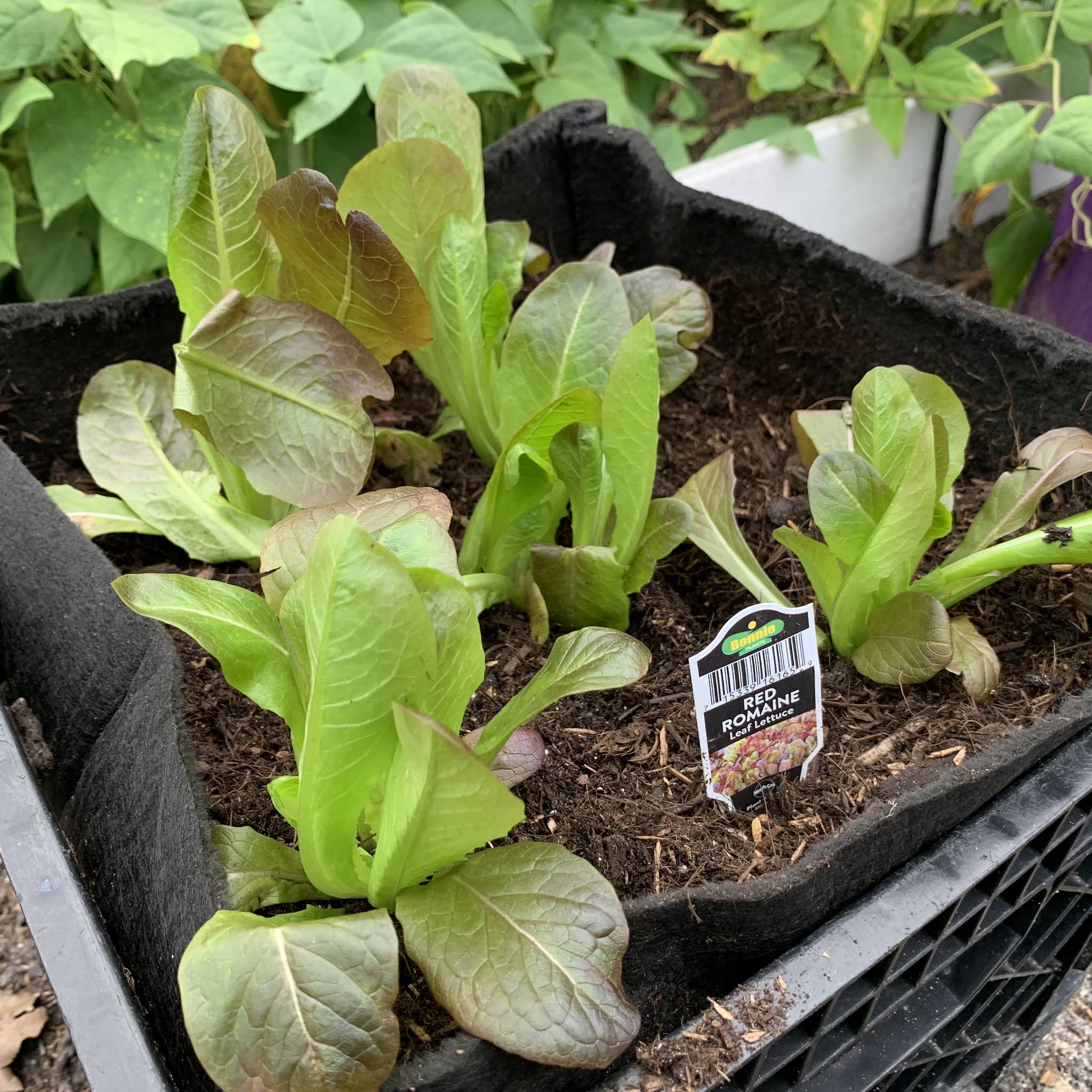 Post from Emmanuel Arce - The Ultimate Gardener