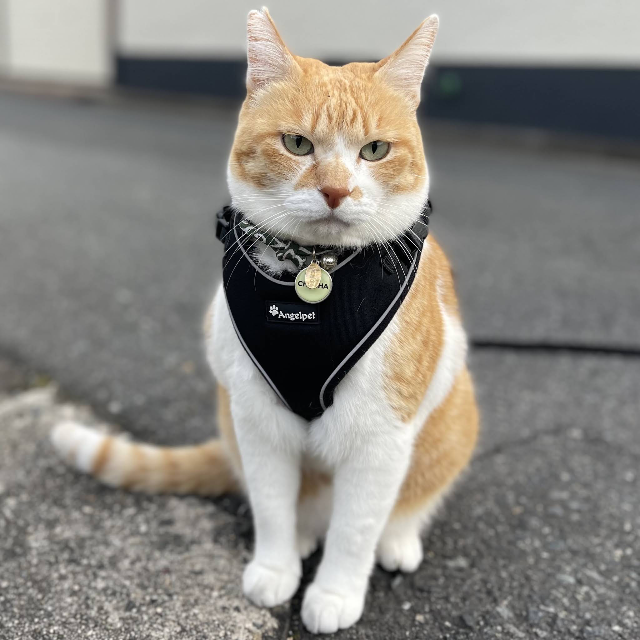 Post from How Chacha, a homeless cat ＆Rme