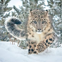 Poll from The Leopard Games