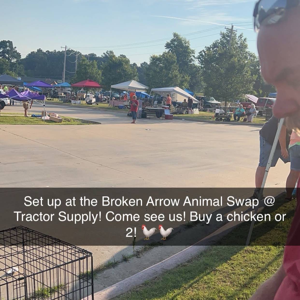 Post from Robertson's Belly Acres