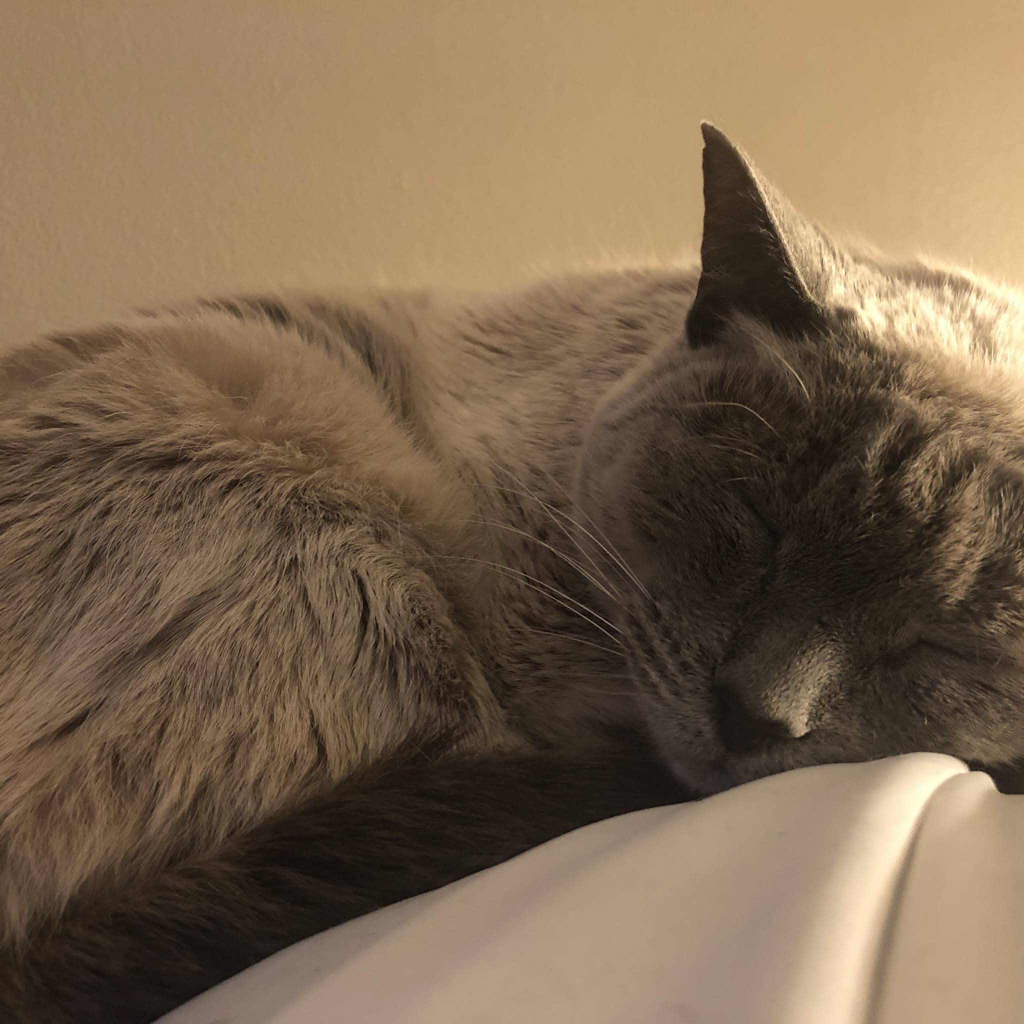 Post from Lidia Nekozawa - Gyaru Cat VTUBER